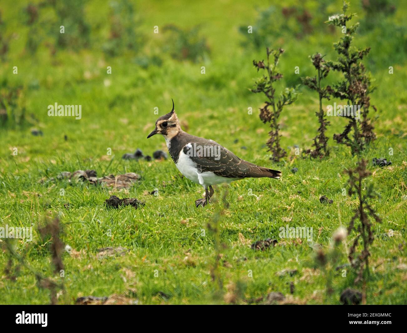 Onomatopaeic hi-res stock photography and images - Alamy