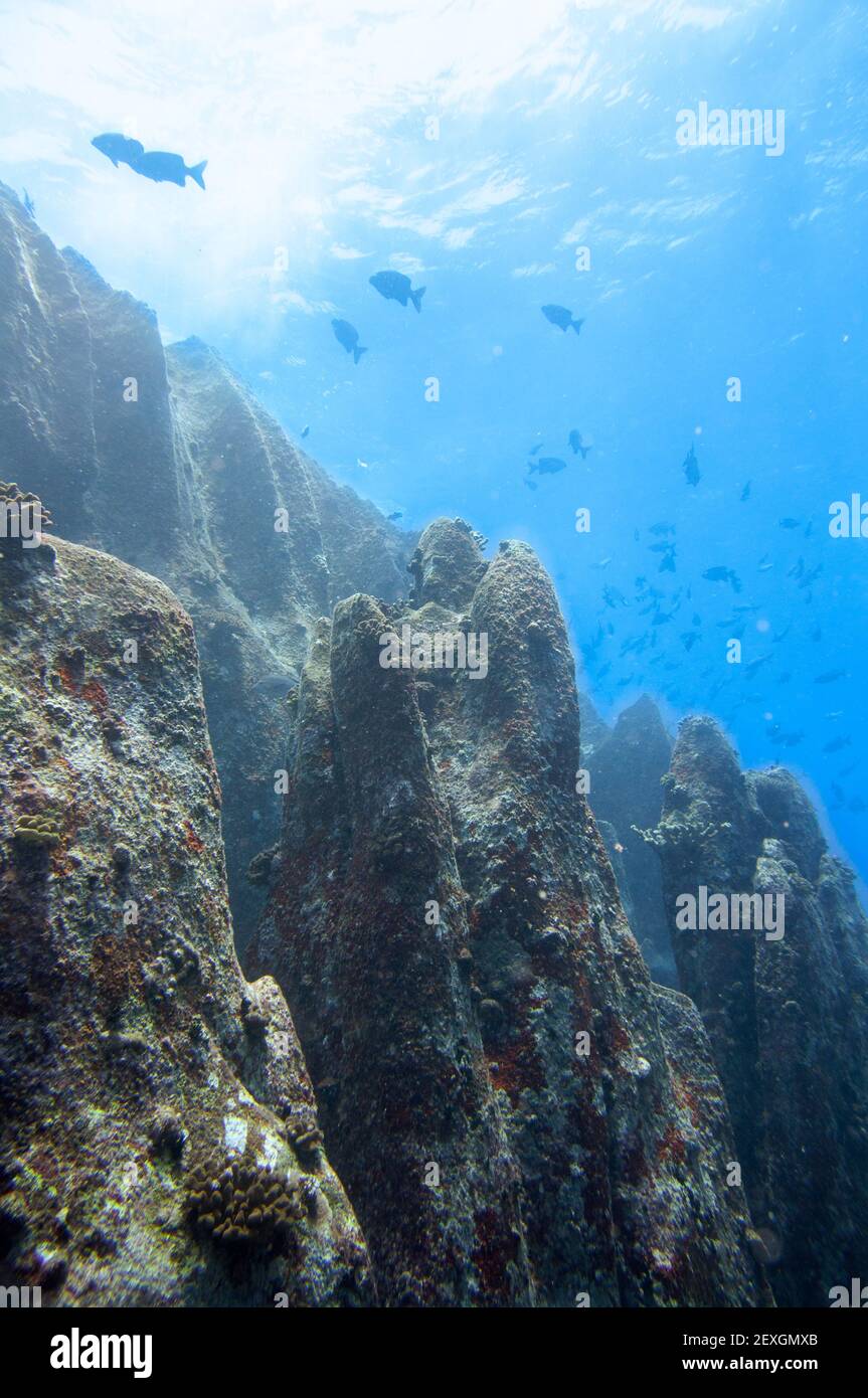 Underwater landscape. Rocky cliff with fish Stock Photo - Alamy