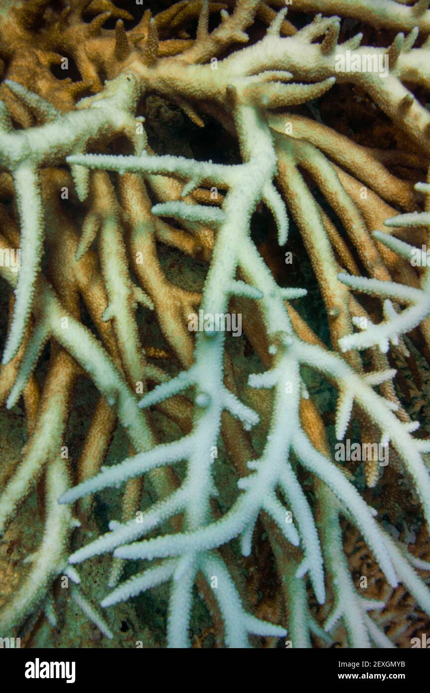 Coral Bleaching. Close-up of Structure of Acropora clathrata a member ...