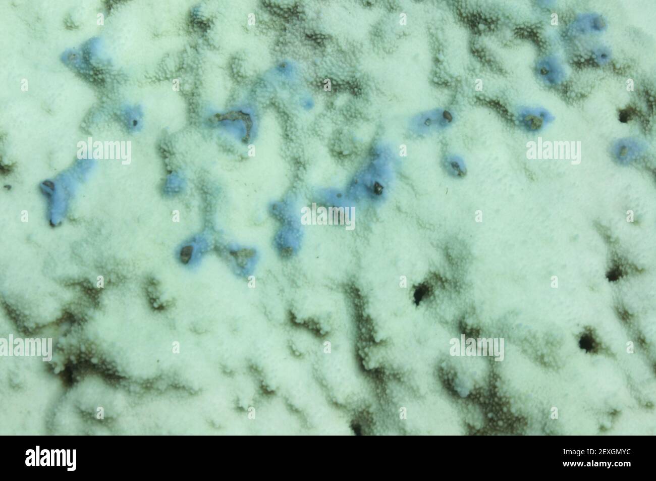 Coral Bleaching. Close-up of Structure of Acropora clathrata a member ...