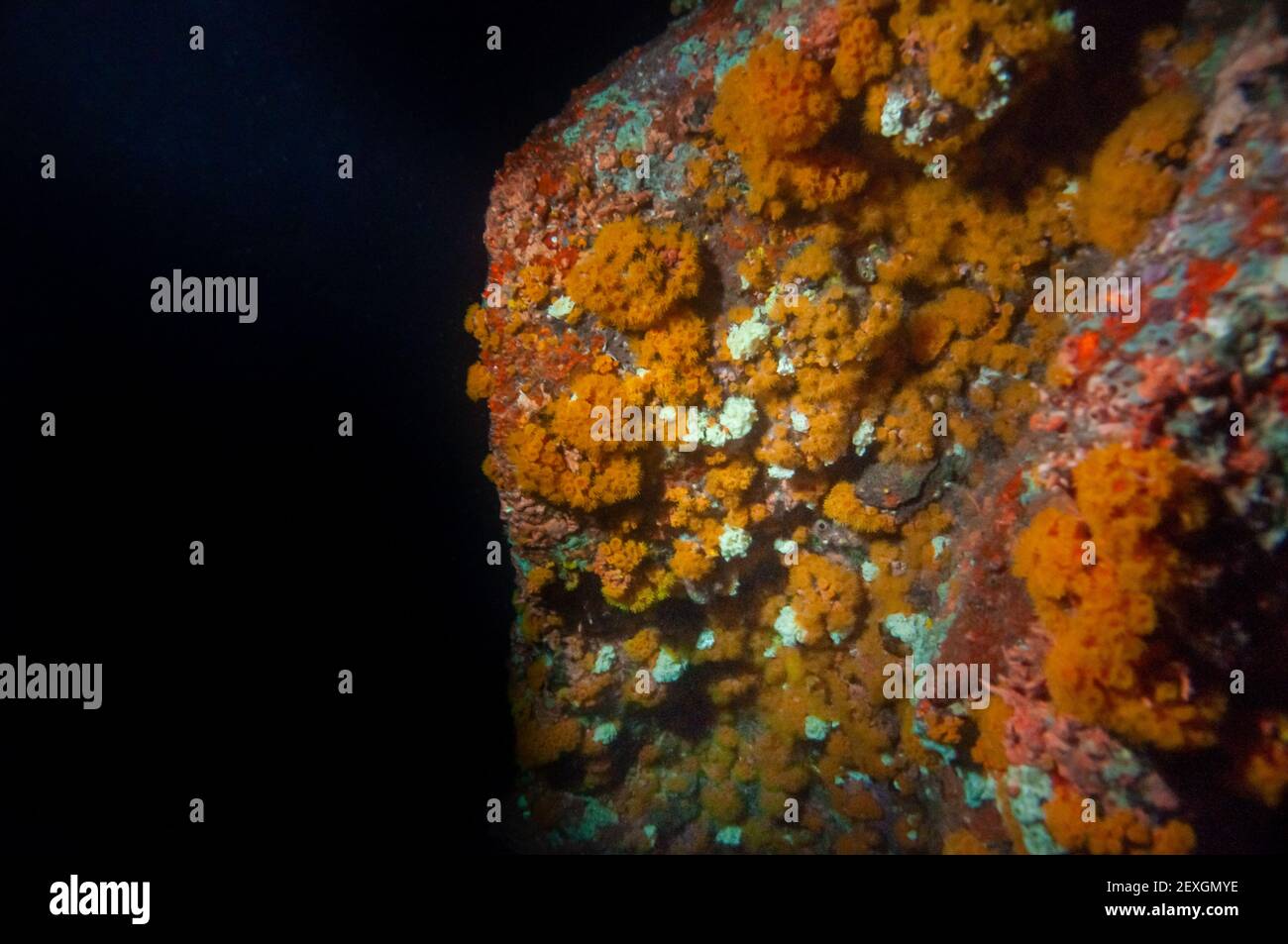 Night view of an Orange Cup Coral, Tubastraea coccinea, on the rocky ...