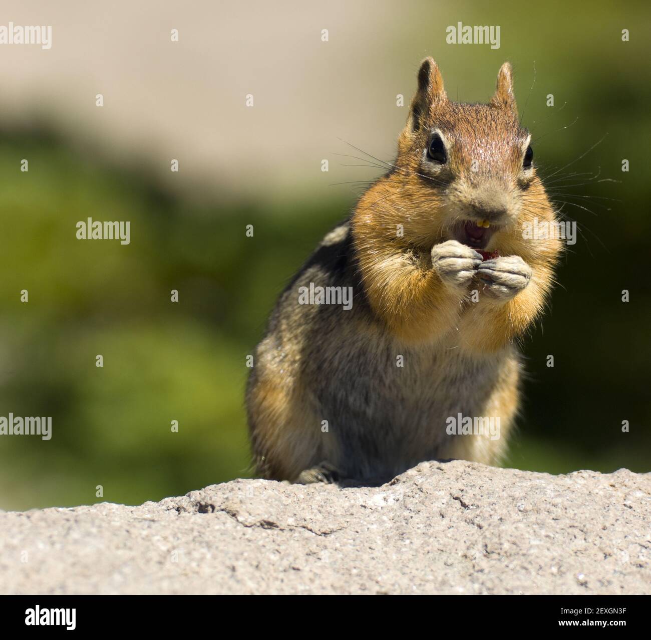 Chipmonk teeth hi-res stock photography and images - Alamy