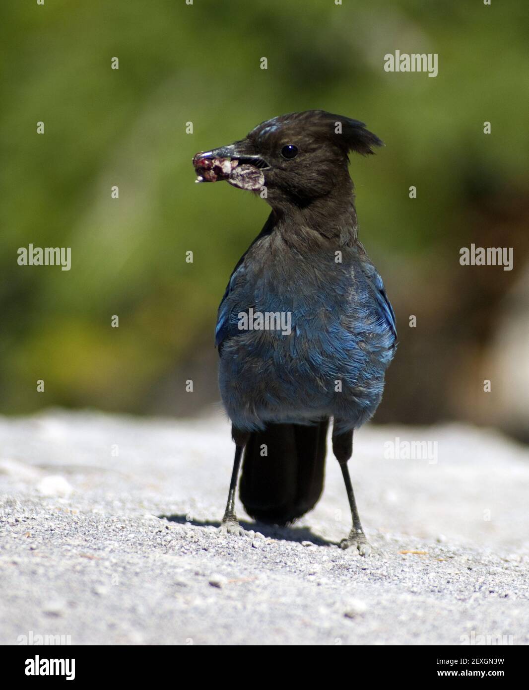 Jay with fruit hi-res stock photography and images - Alamy