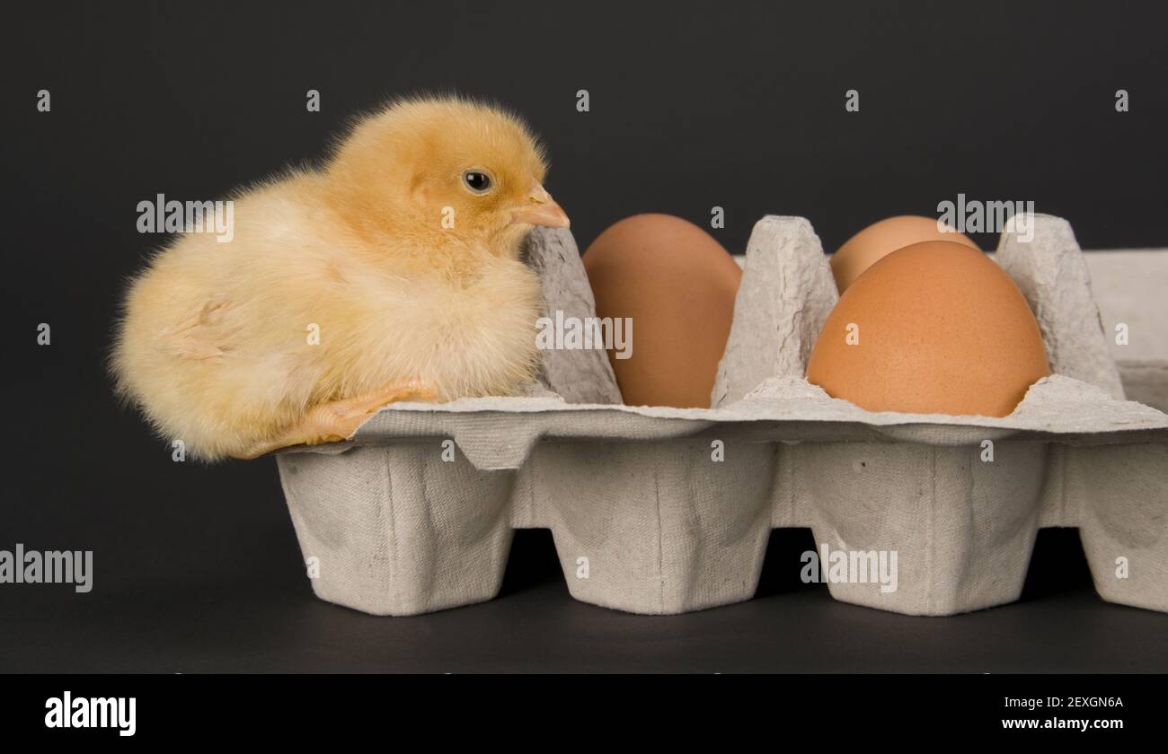 Road Island Red Baby Chicks