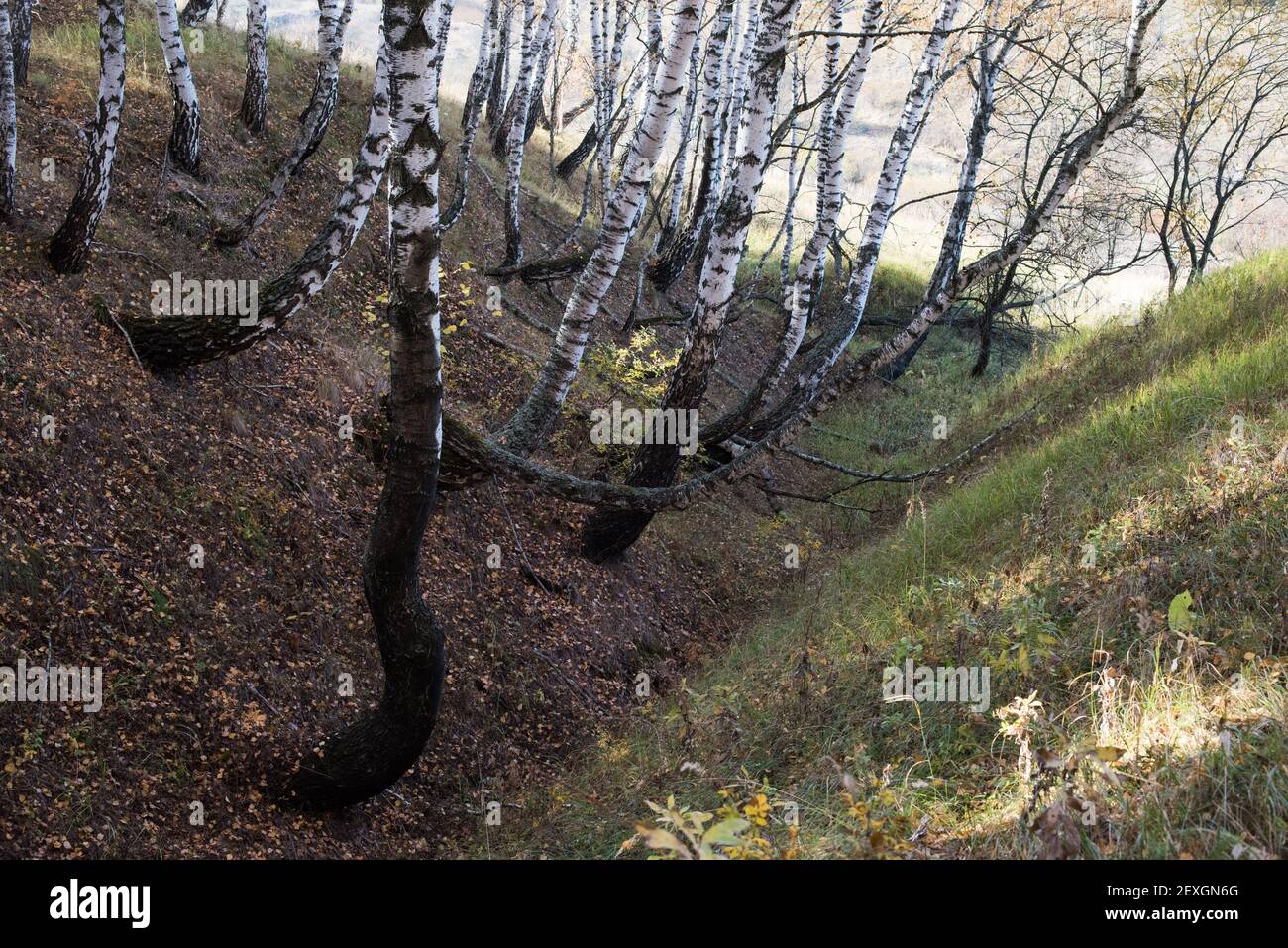 Wildlife landscape. Crooked birch trees in small deep ravine Stock ...