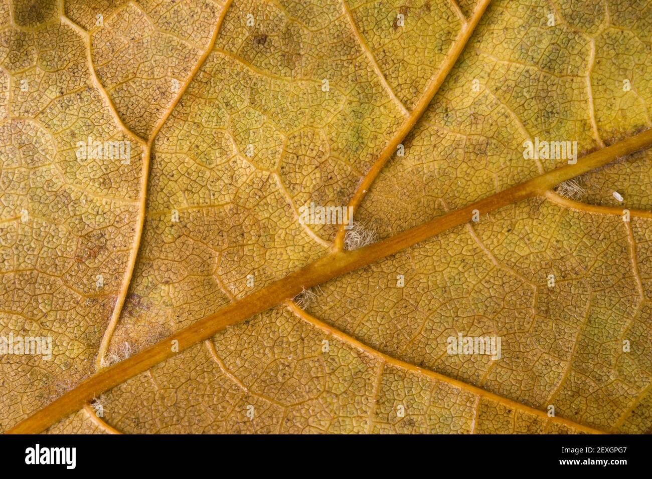 Diagonal leaf veins hi-res stock photography and images - Alamy
