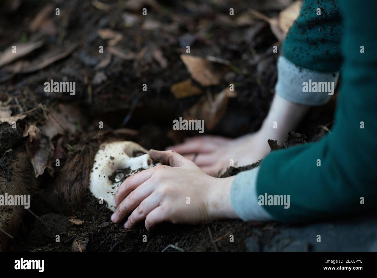 Brahms The Boy Ii High Resolution Stock Photography and Images - Alamy