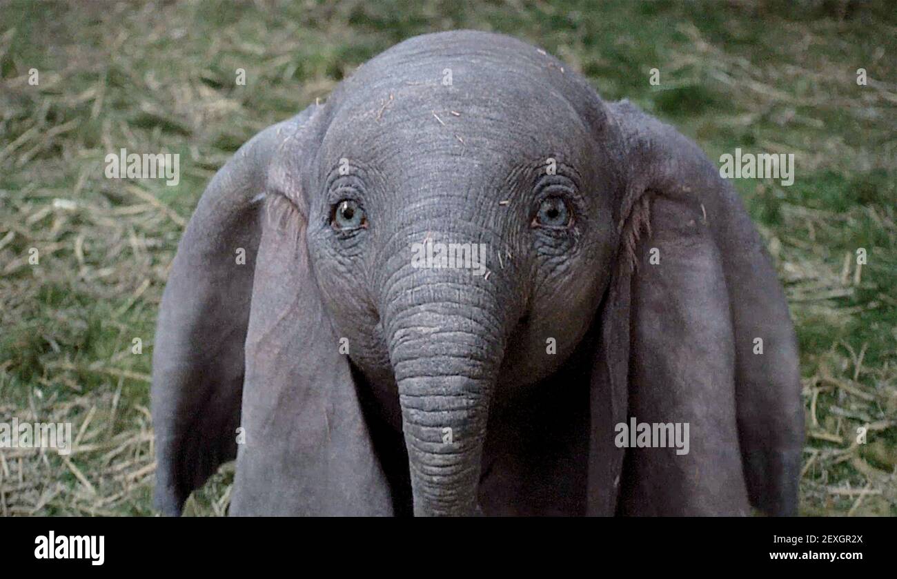 Dumbo Movie Tim Burton High Resolution Stock Photography and Images - Alamy
