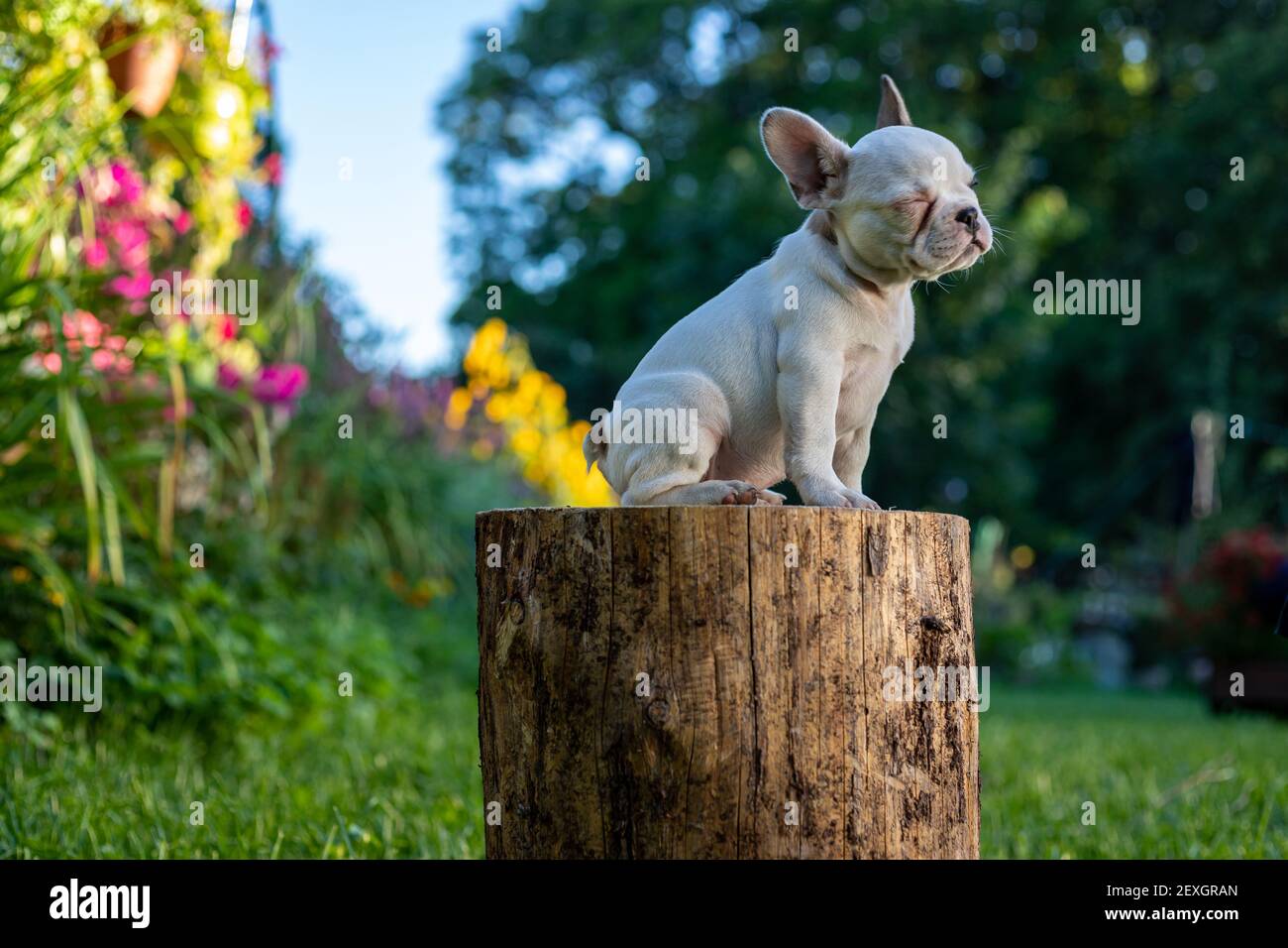 adorable cute French bulldog puppy sitting on tree stump Stock Photo ...