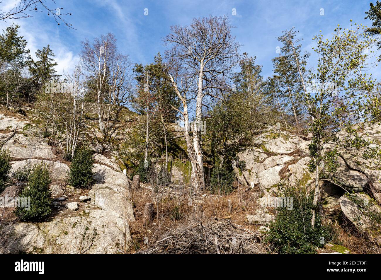 A landscape of trees with big rock formations on the mountainside Stock ...
