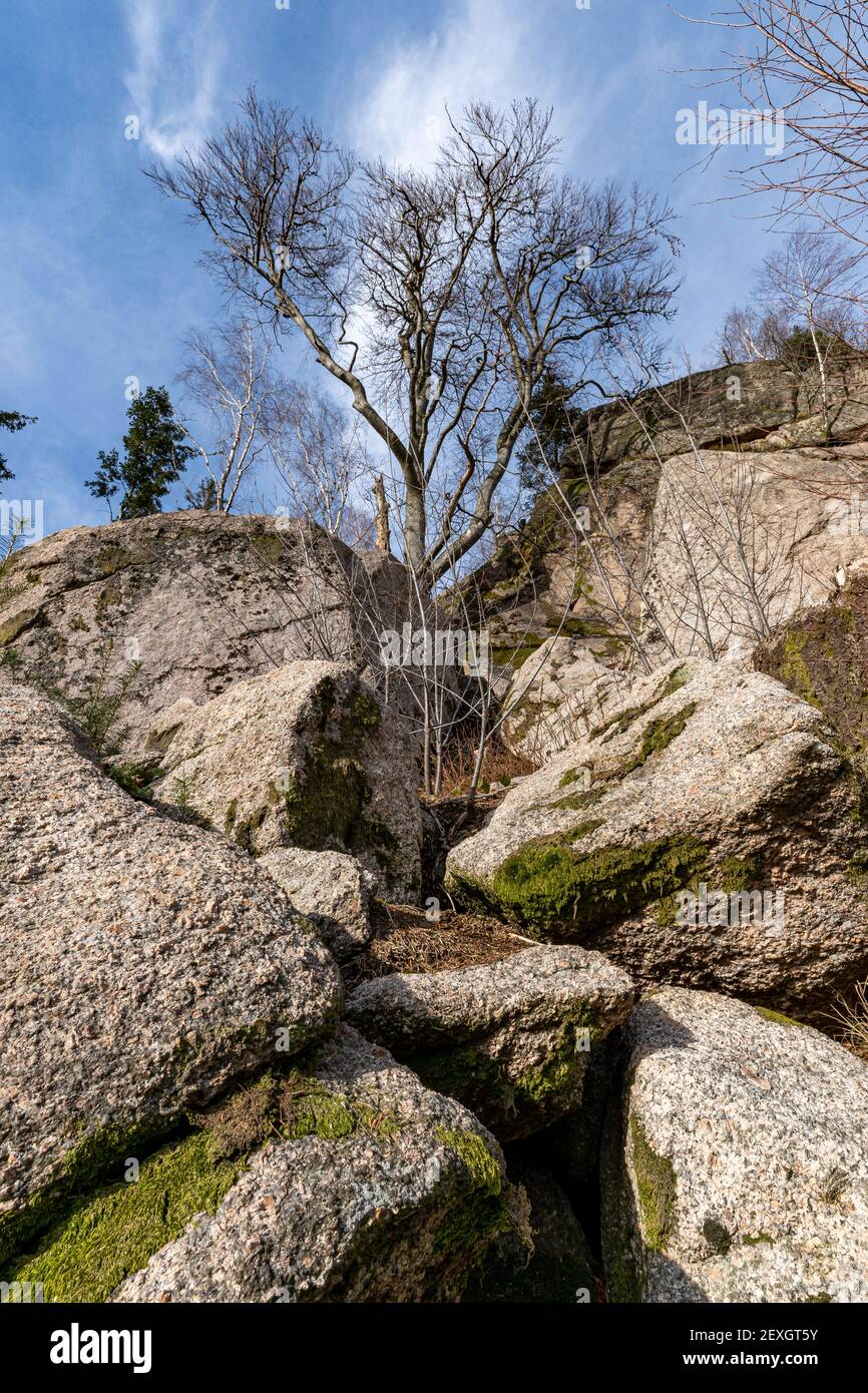 A vertical shot of a tree in the middle of rock formations on a ...