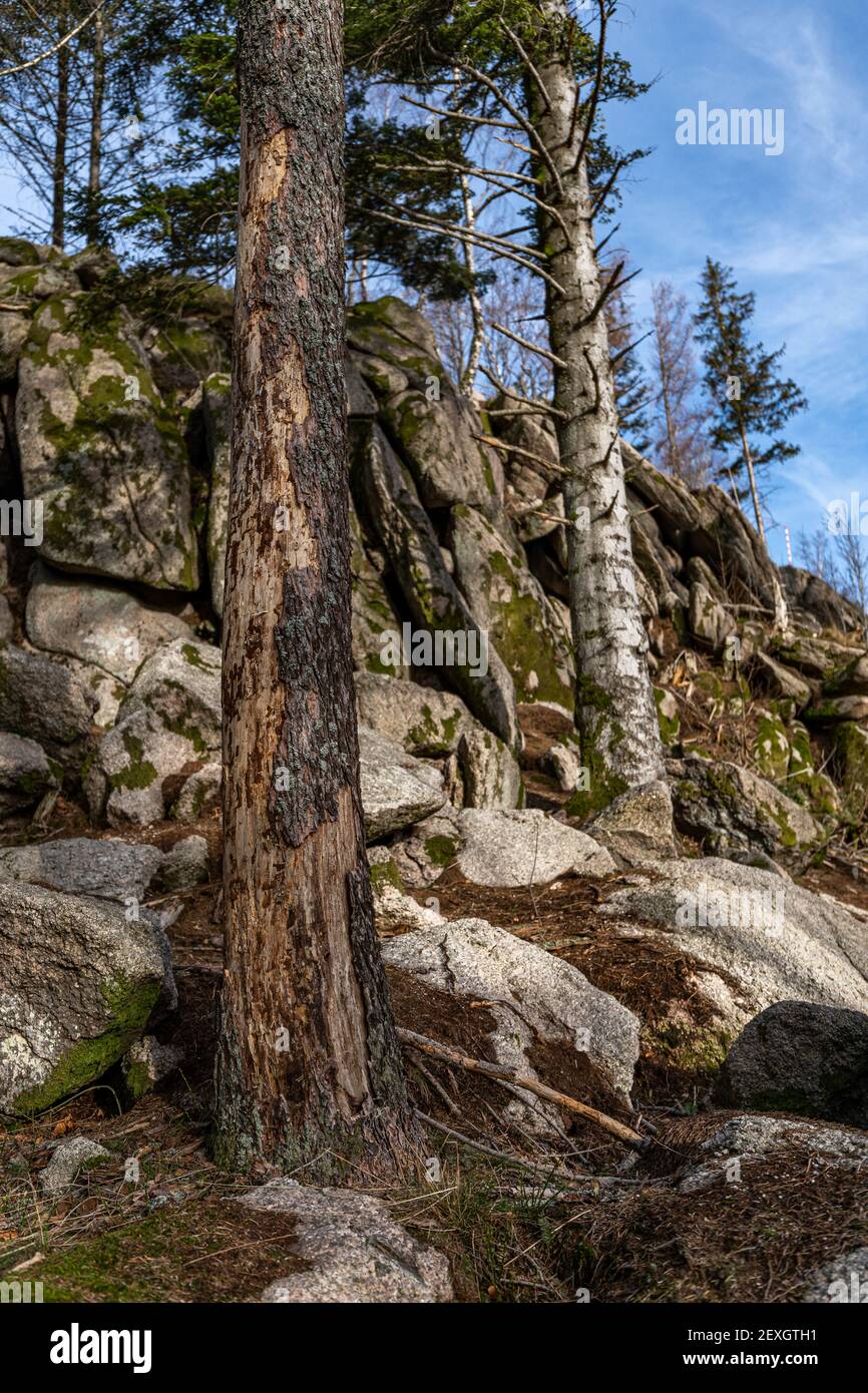 A vertical shot of big rock formations covered with moss and trees in ...