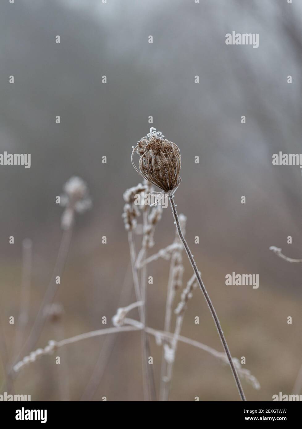 Frozen soil garden hi-res stock photography and images - Alamy