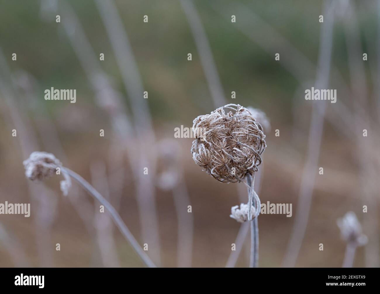 Spring revival hi-res stock photography and images - Alamy