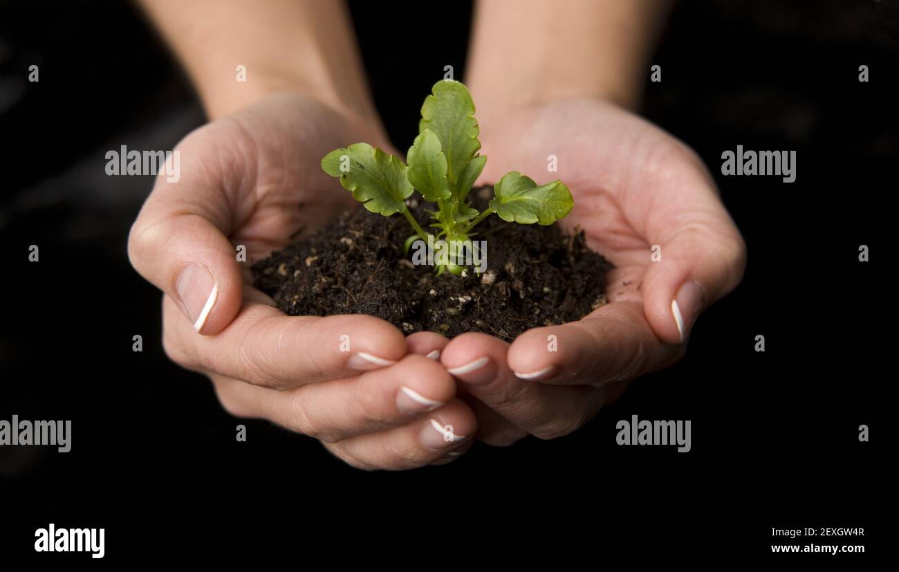 Plant Seedling in Woman Hands Stock Photo - Alamy