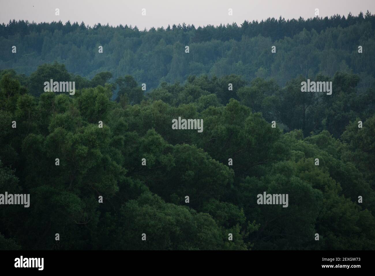 Cold summer landscape. Green trees massif before dawn texture nature ...