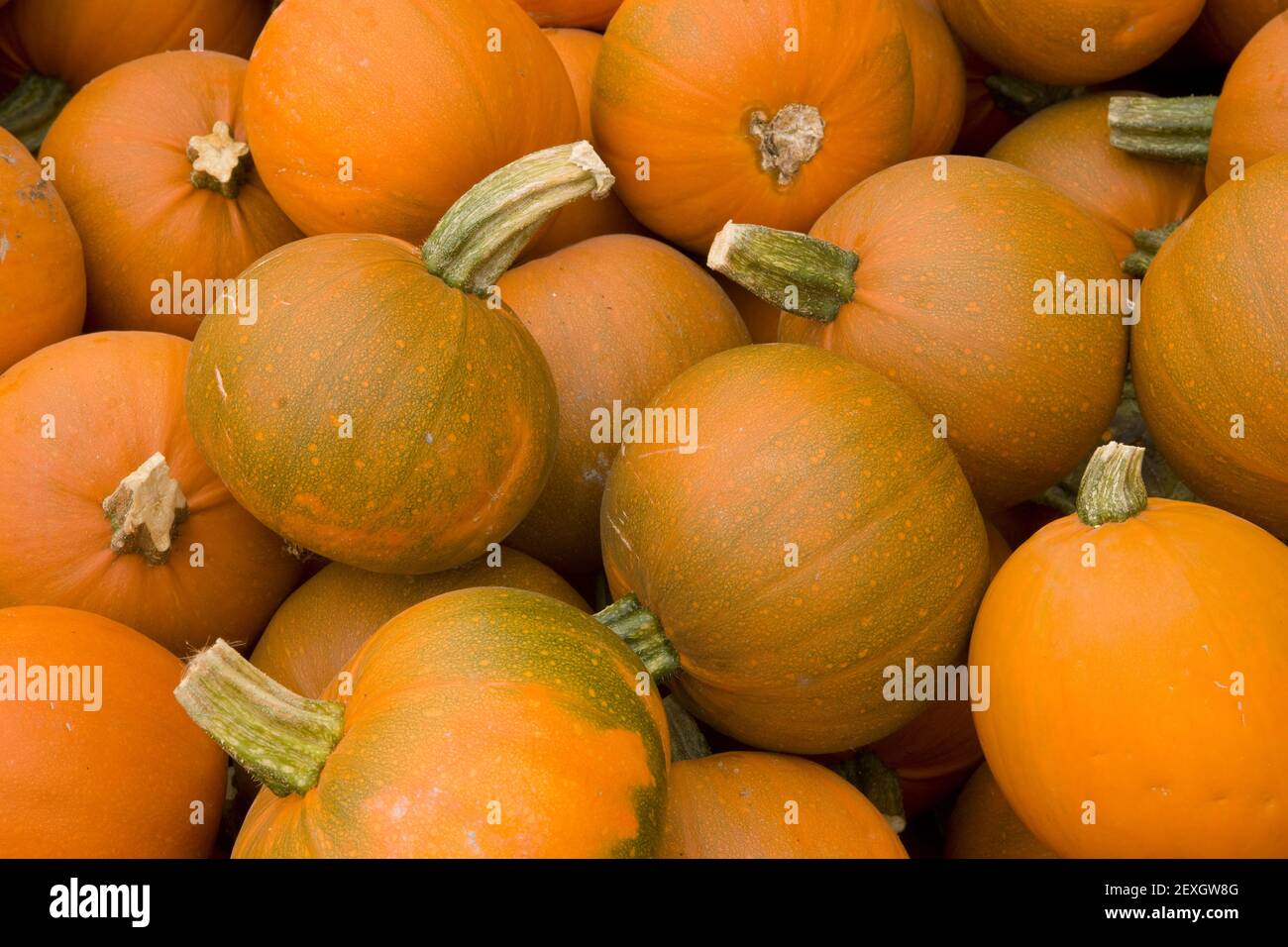 Orange Mini Pumpkins Farm Harvest Stock Photo - Alamy
