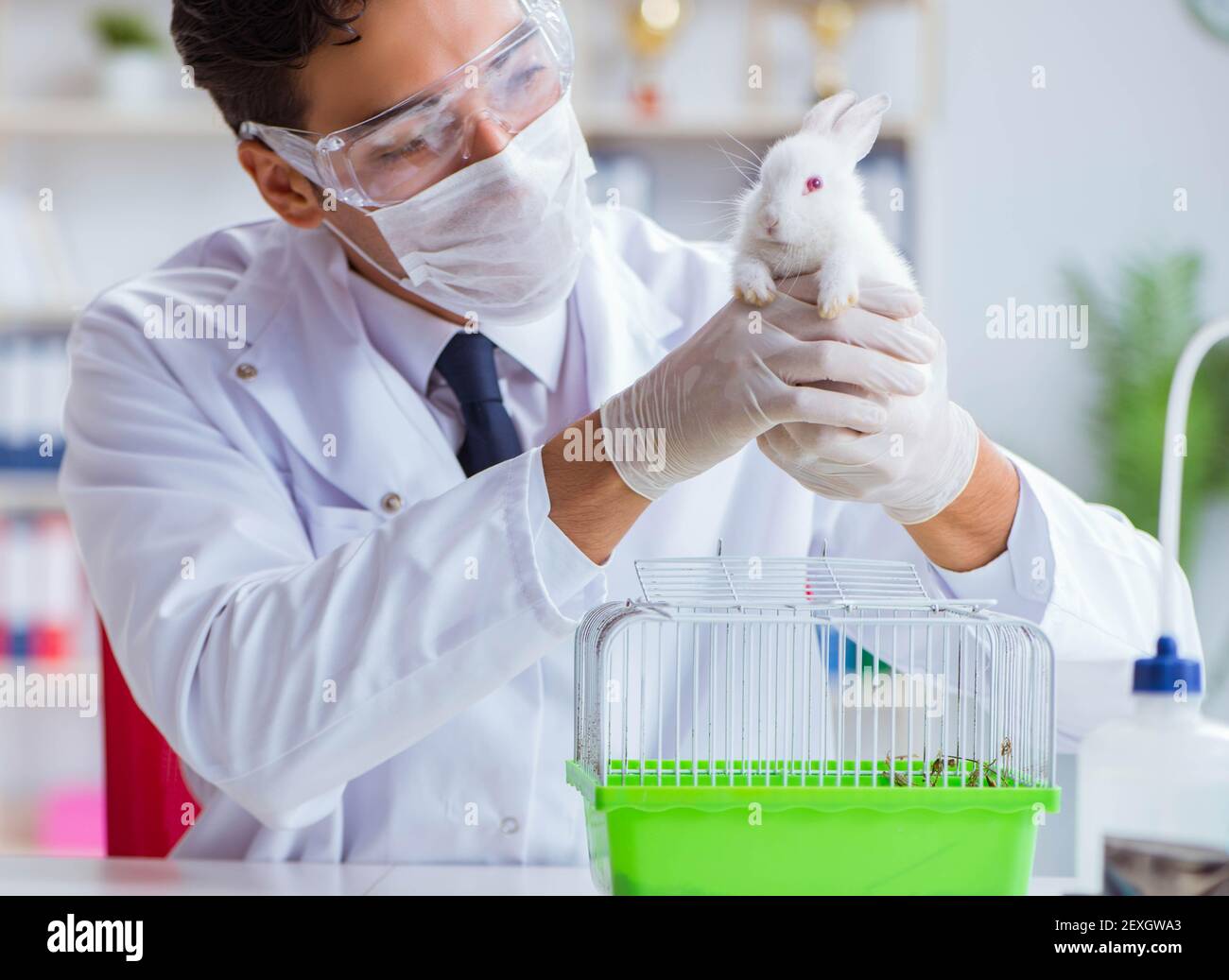 The vet doctor examining rabbit in pet hospital Stock Photo - Alamy