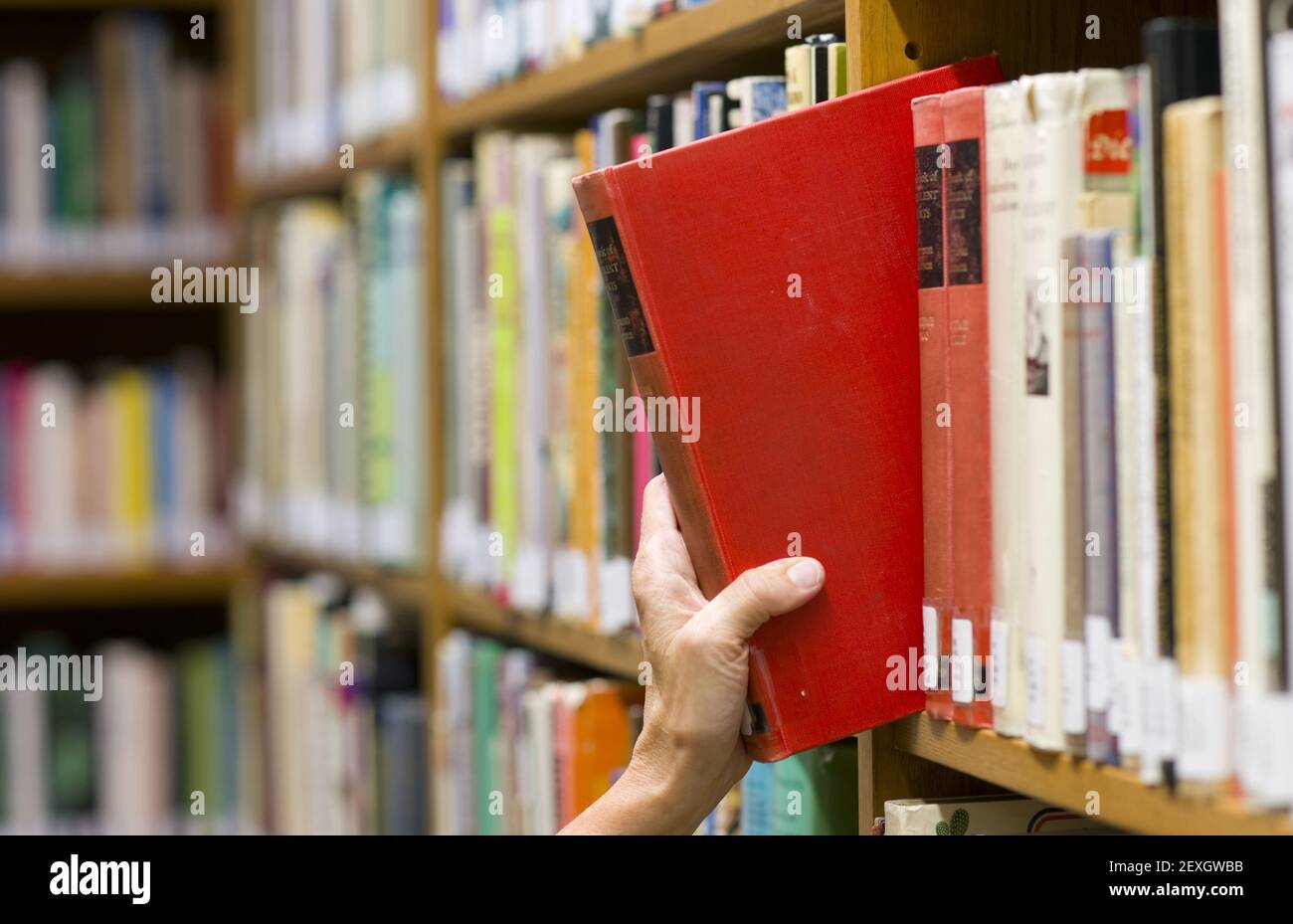 Woman Picking out a Library Book Stock Photo - Alamy