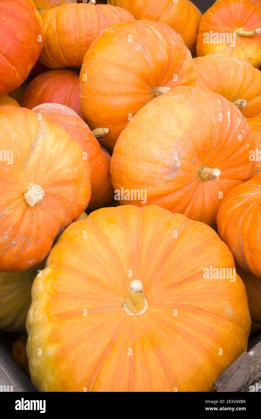 Bin of pumpkins hi-res stock photography and images - Alamy