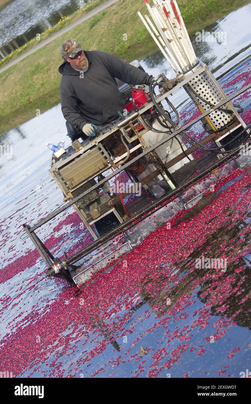 Fruit Farmer Home Made Harvesting Contraption Stock Photo - Alamy