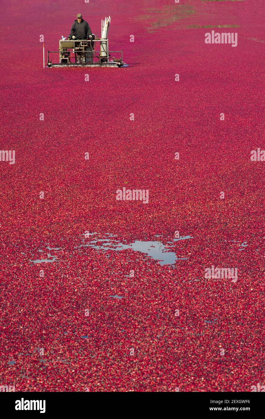 Cranberry Farmer Harvesting Fruit Food Crop Stock Photo - Alamy