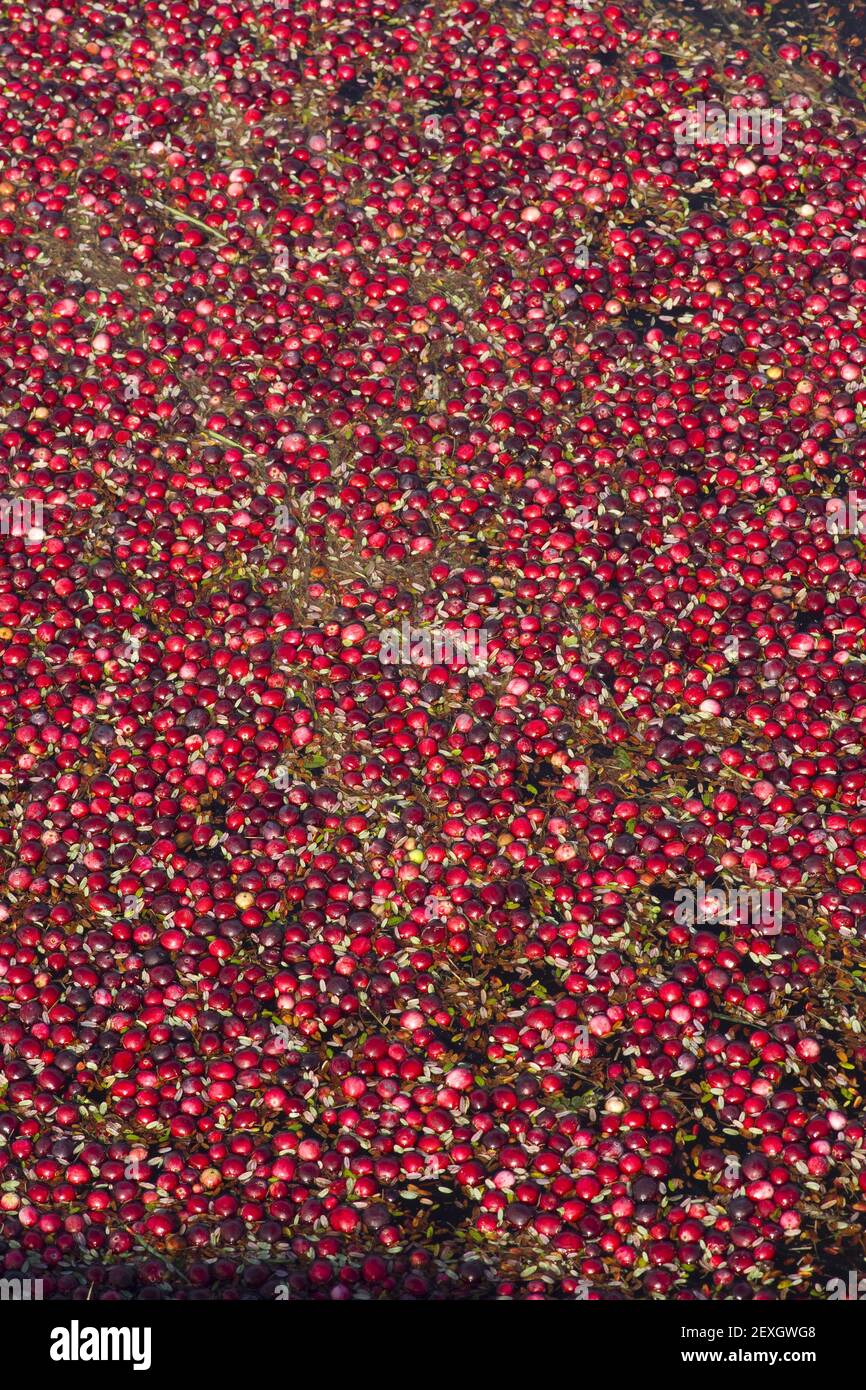 Cranberries in the Bog Farm Food Production Stock Photo - Alamy