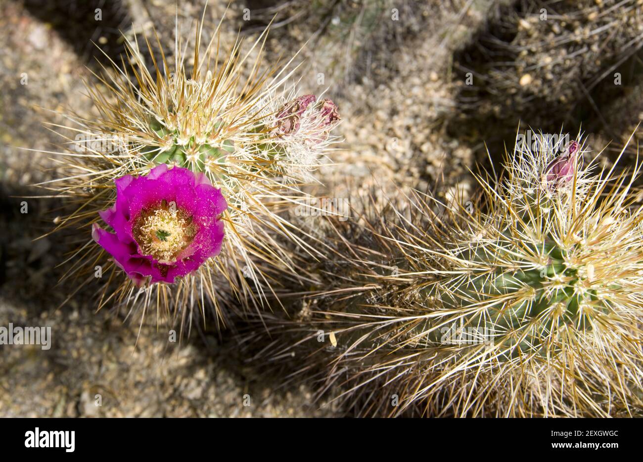 Flowering Cactus Pink Growth Desert Floor Stock Photo - Alamy