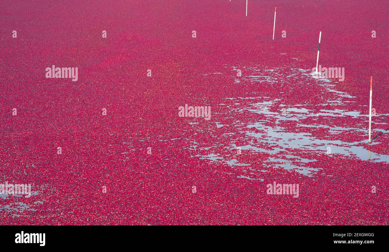 Cranberry Bog Farmer's Floating Fruit Food Stock Photo - Alamy