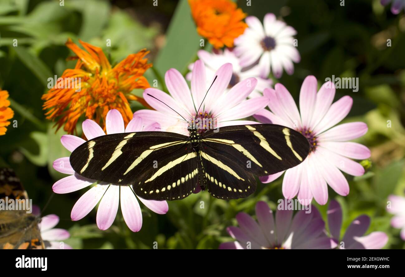 Pink butterfly species hi-res stock photography and images - Alamy