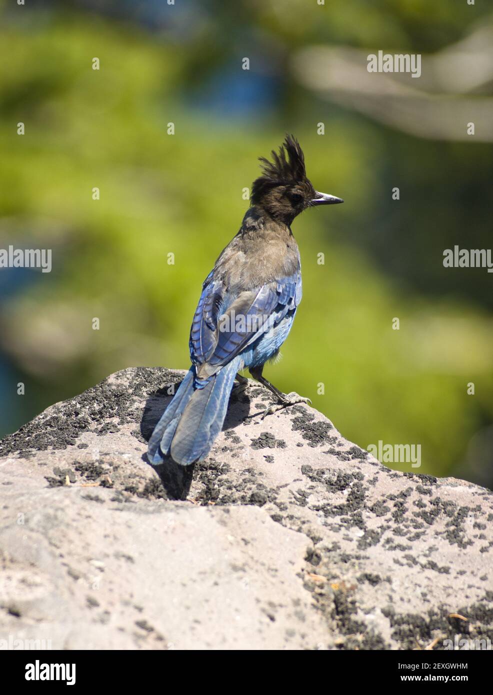 Wild Blue Bird Standing on Rock Stock Photo - Alamy