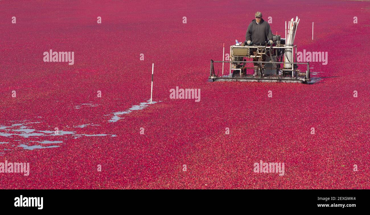 Cranberry Farmer Harvesting Fruit Food Crop Stock Photo - Alamy
