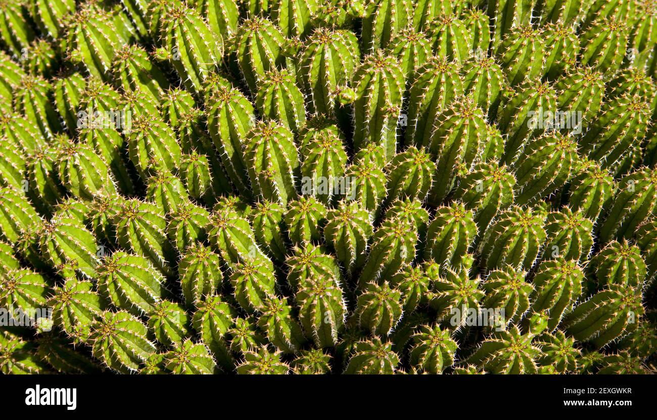 Desert cactus plant hi-res stock photography and images - Alamy
