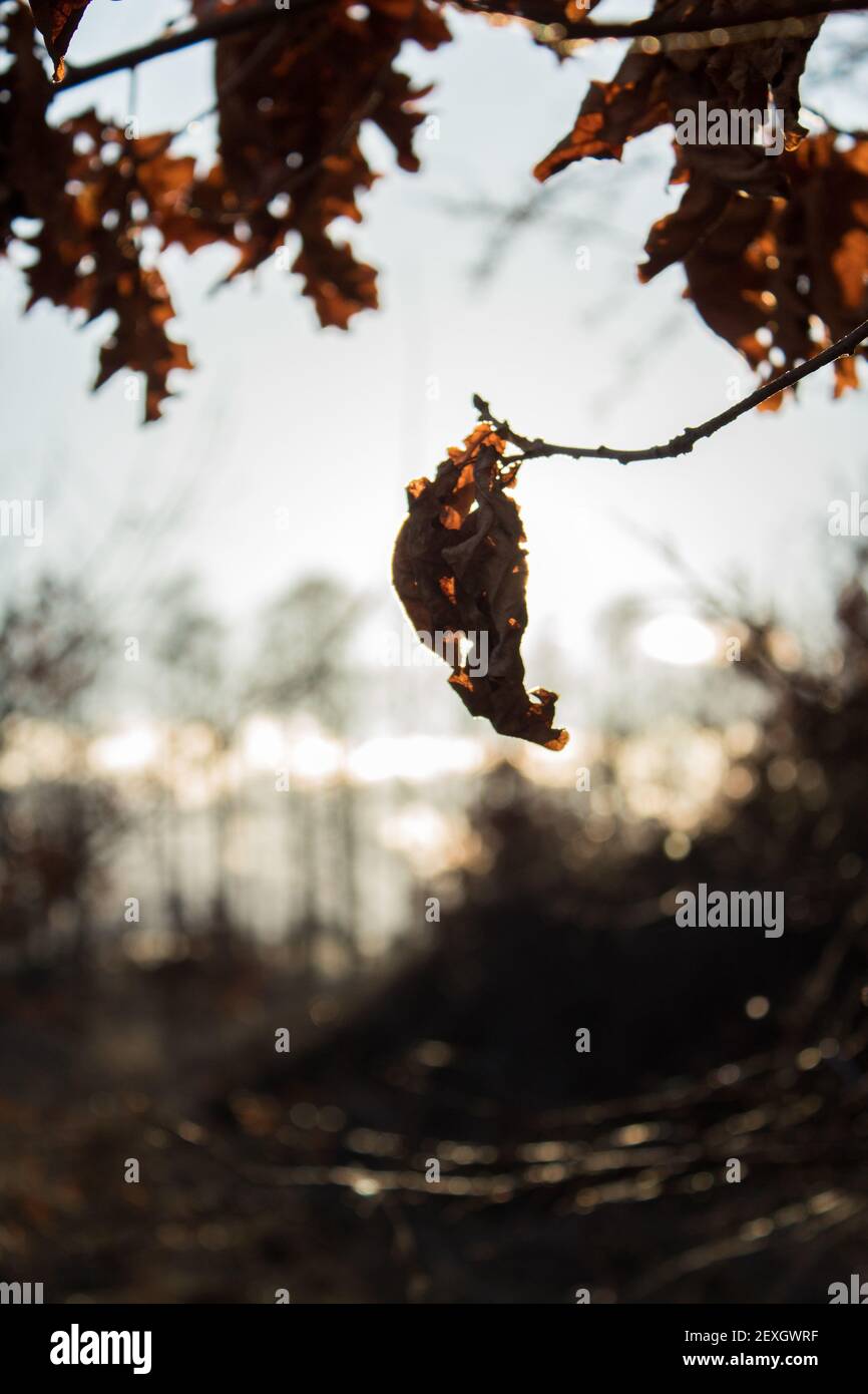 A vertical selective focus shot of dry autumn leaves Stock Photo - Alamy