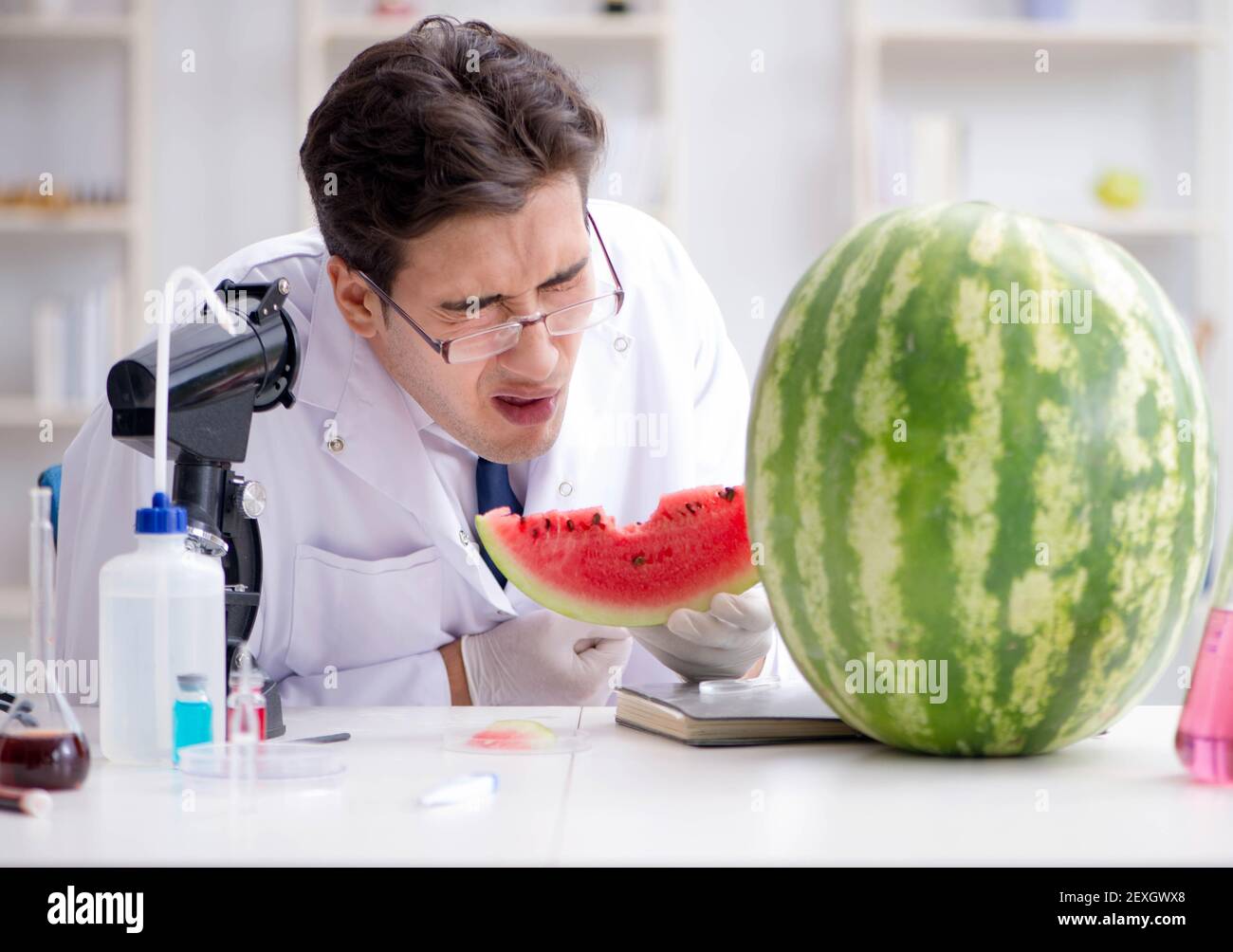 The scientist testing watermelon in lab Stock Photo - Alamy