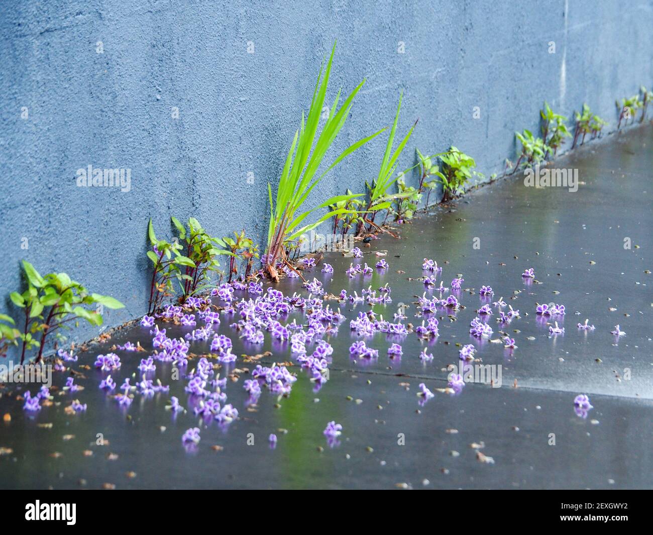 Beautiful mess, small purple Geisha Girls flowers heavy from the rain ...
