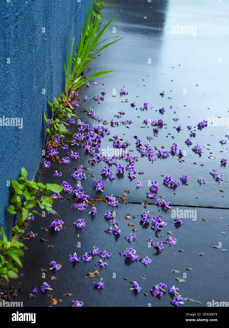 Beautiful mess, small purple Geisha Girls flowers heavy from the rain ...