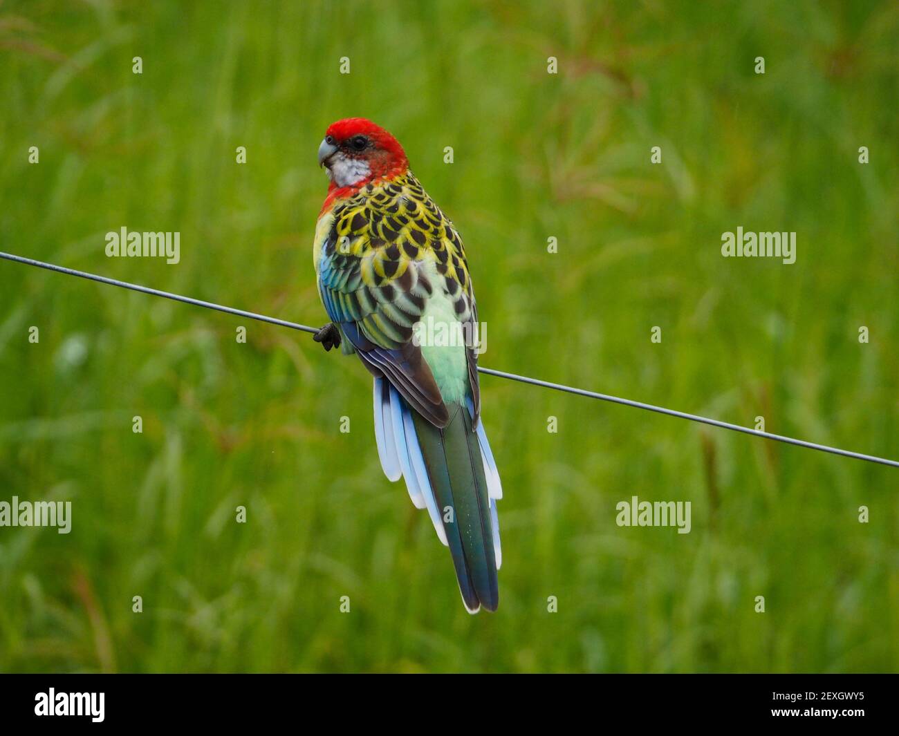 Australian birds Eastern Rosella, sitting on a wire, Australia Stock ...