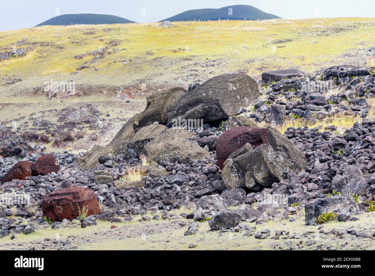 Large broken, toppled moai head and pukao of a laying on the ground on ...
