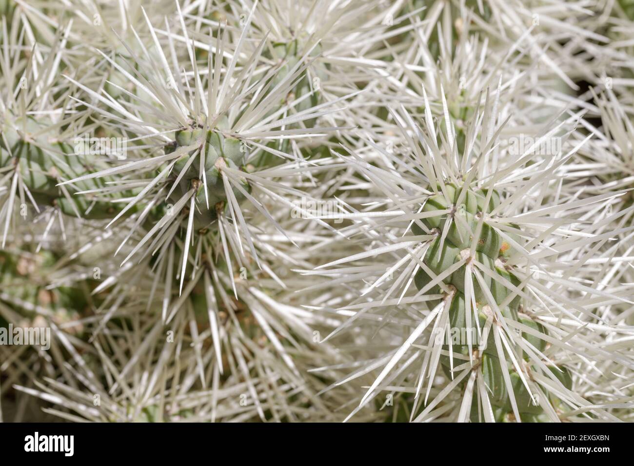 Close up flowering cholla hi-res stock photography and images - Alamy