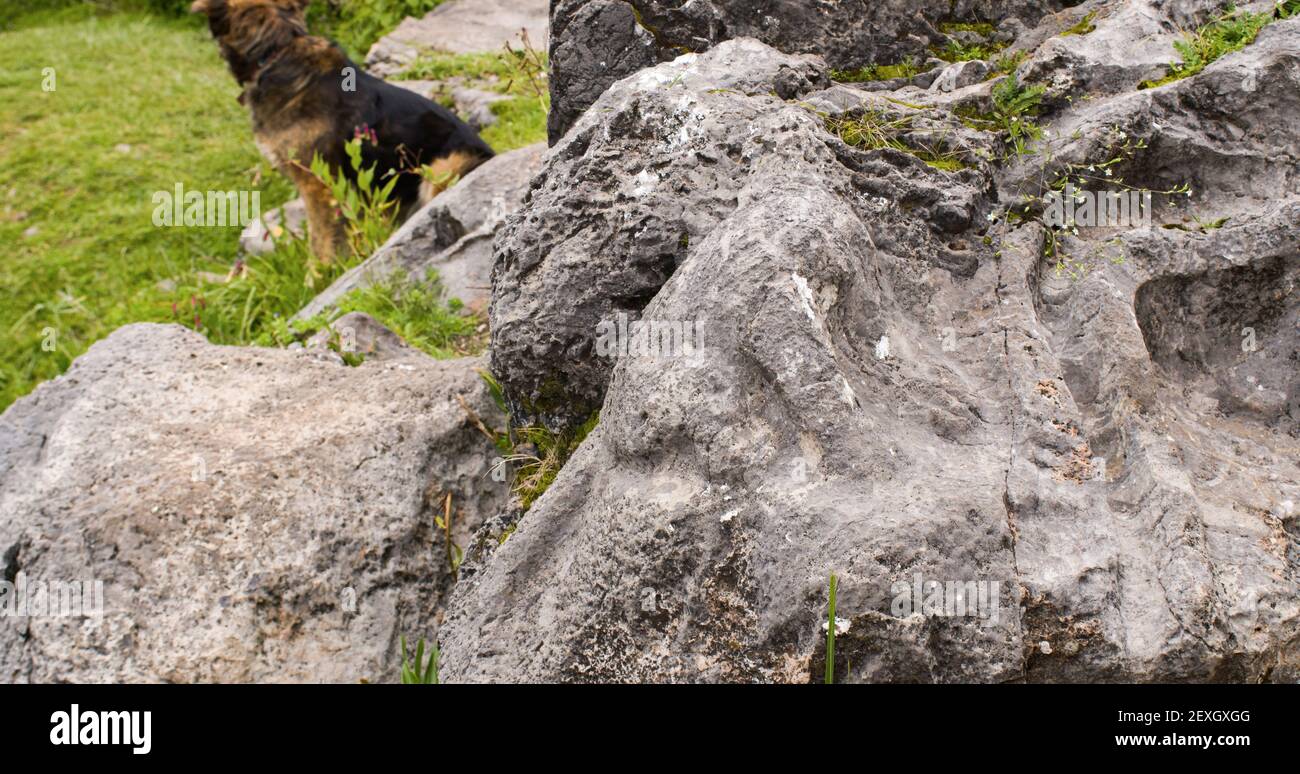 Inca Carved monkey on stone in cusco, Peru Stock Photo - Alamy