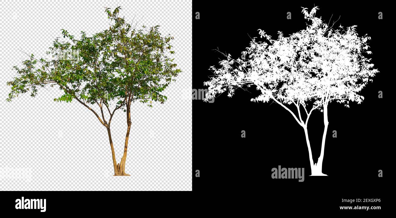Tree on transparent background picture and alpha channel with clippings ...