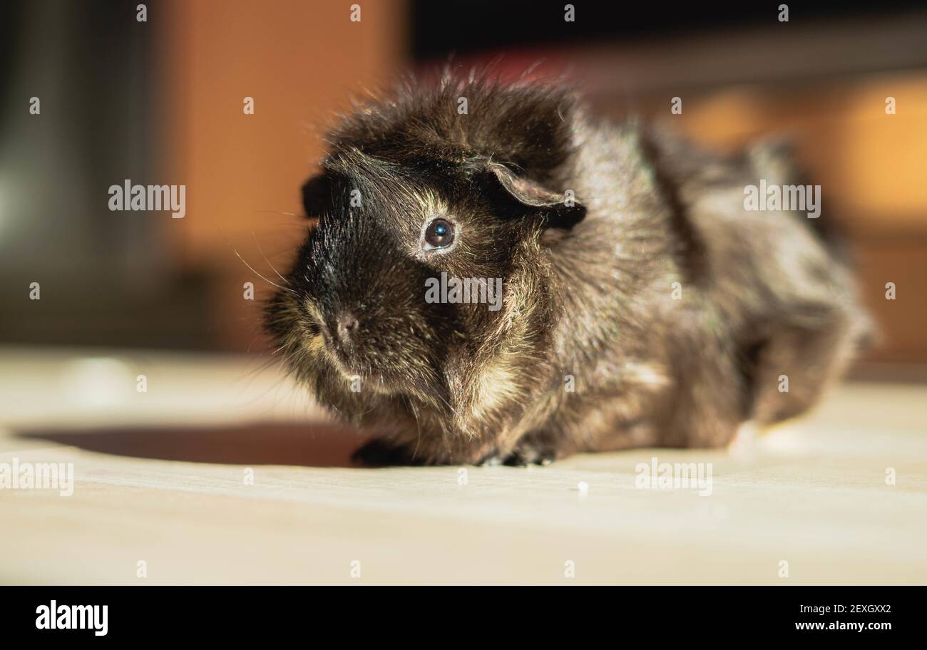 Black guinea pig hi-res stock photography and images - Alamy