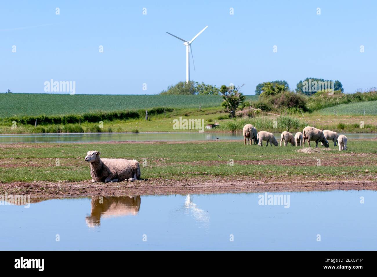 Landscape with sheeps and a wind turbine Stock Photo - Alamy