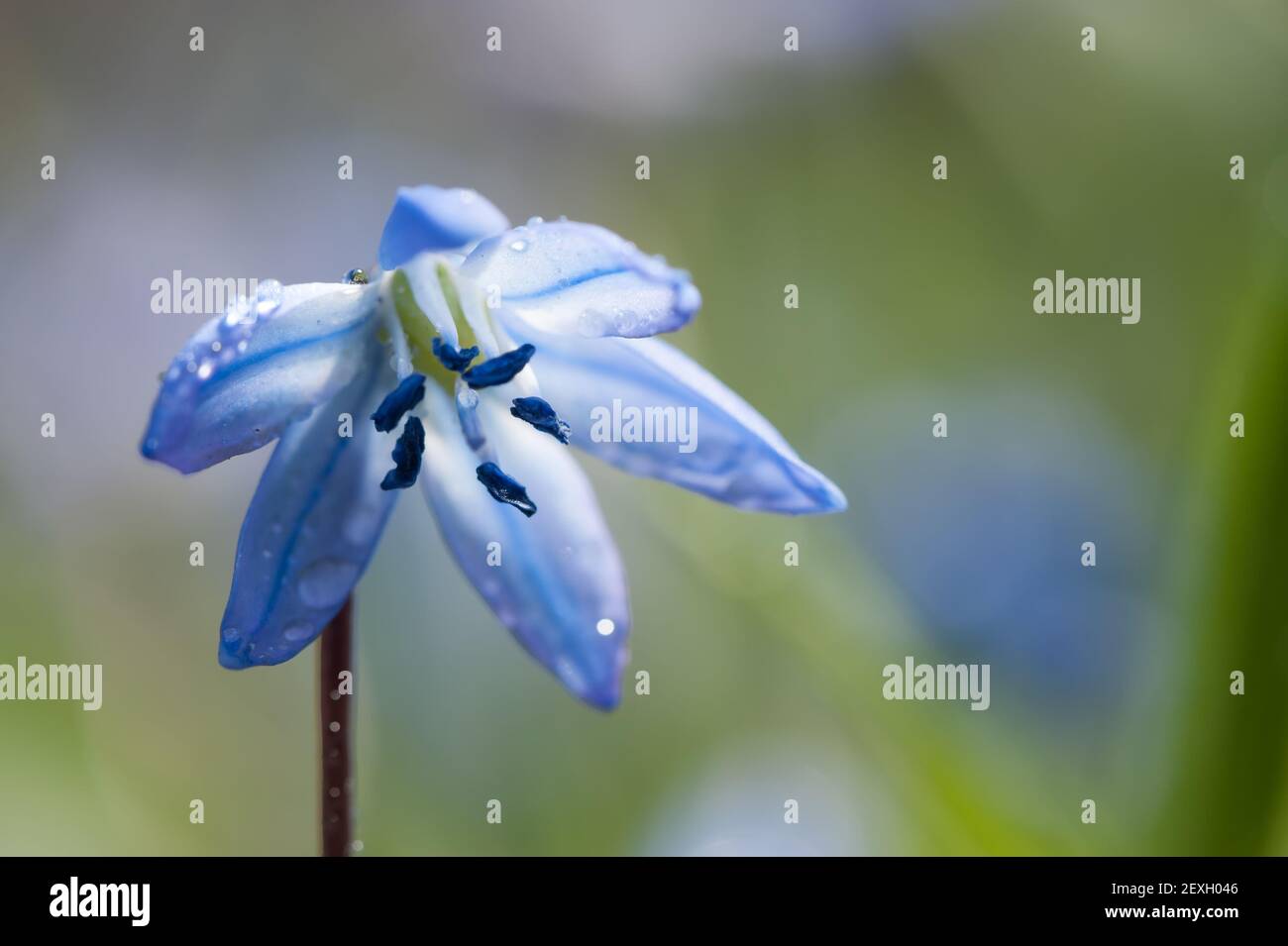 Scilla in grass hi-res stock photography and images - Alamy