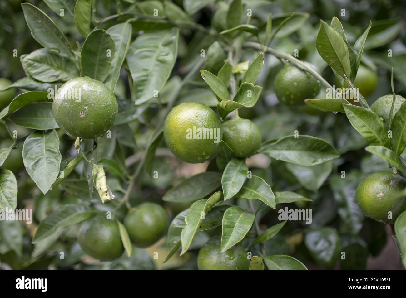 Calamansi leaves hi-res stock photography and images - Alamy