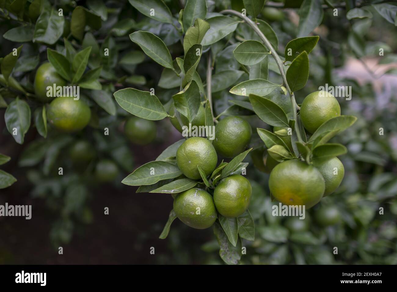 Calamansi leaves hi-res stock photography and images - Alamy