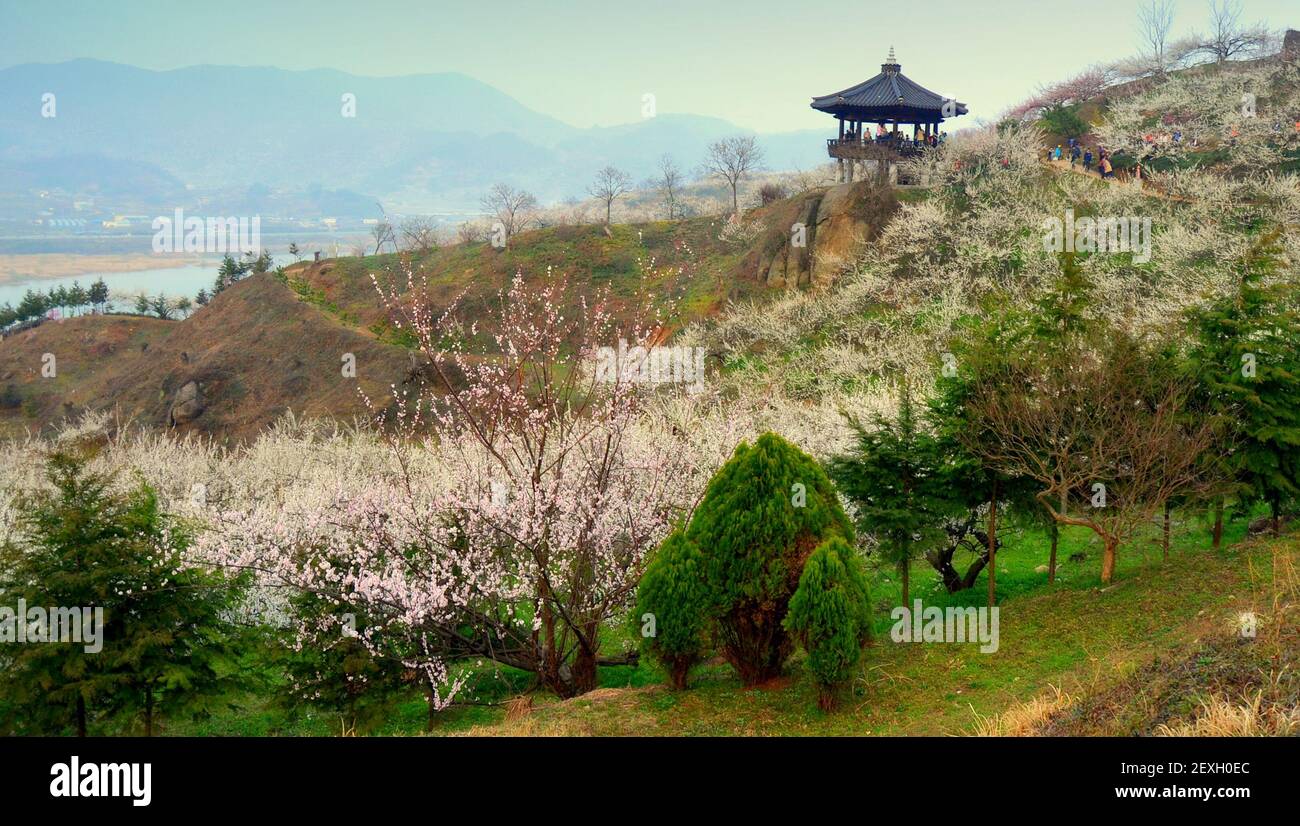 Spring landscape. Plum blossom trees in Gwangyang, Maehwa village ...