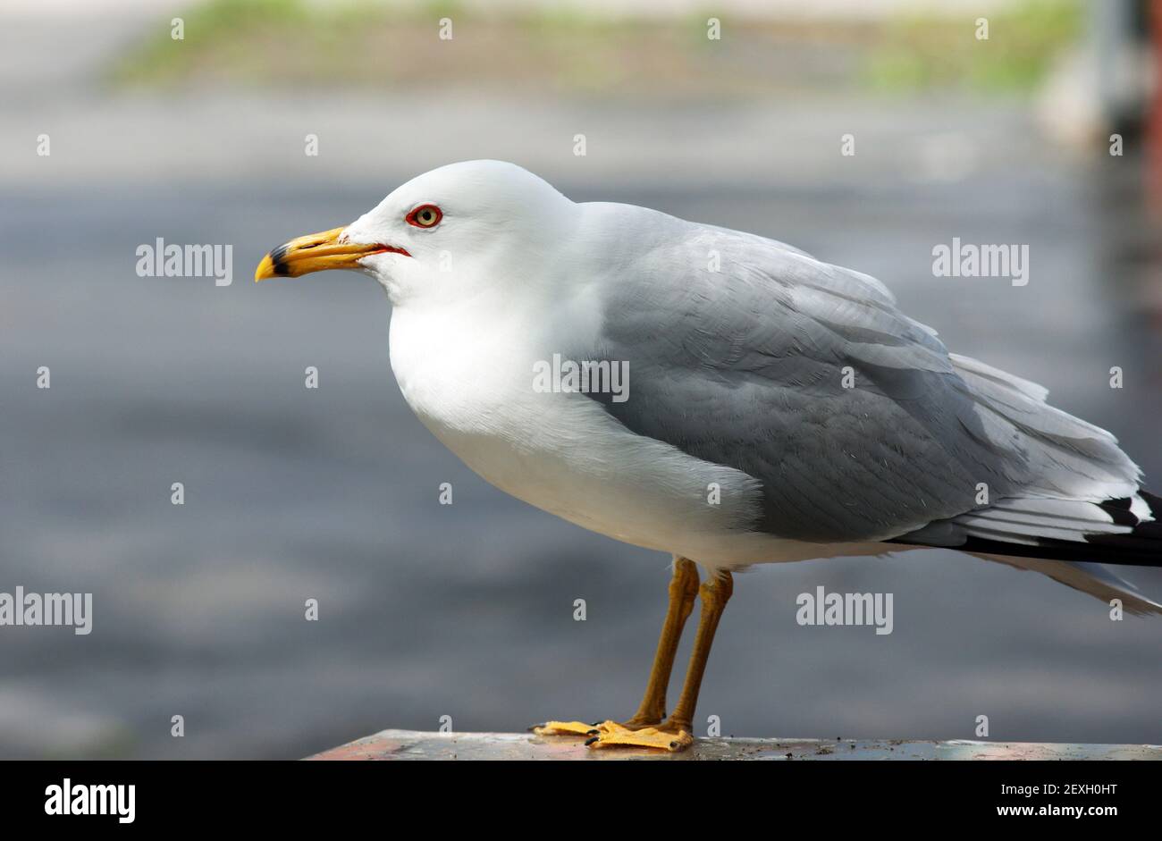 Lone Seagull Close Up on Park Picnic Table Stock Photo - Alamy