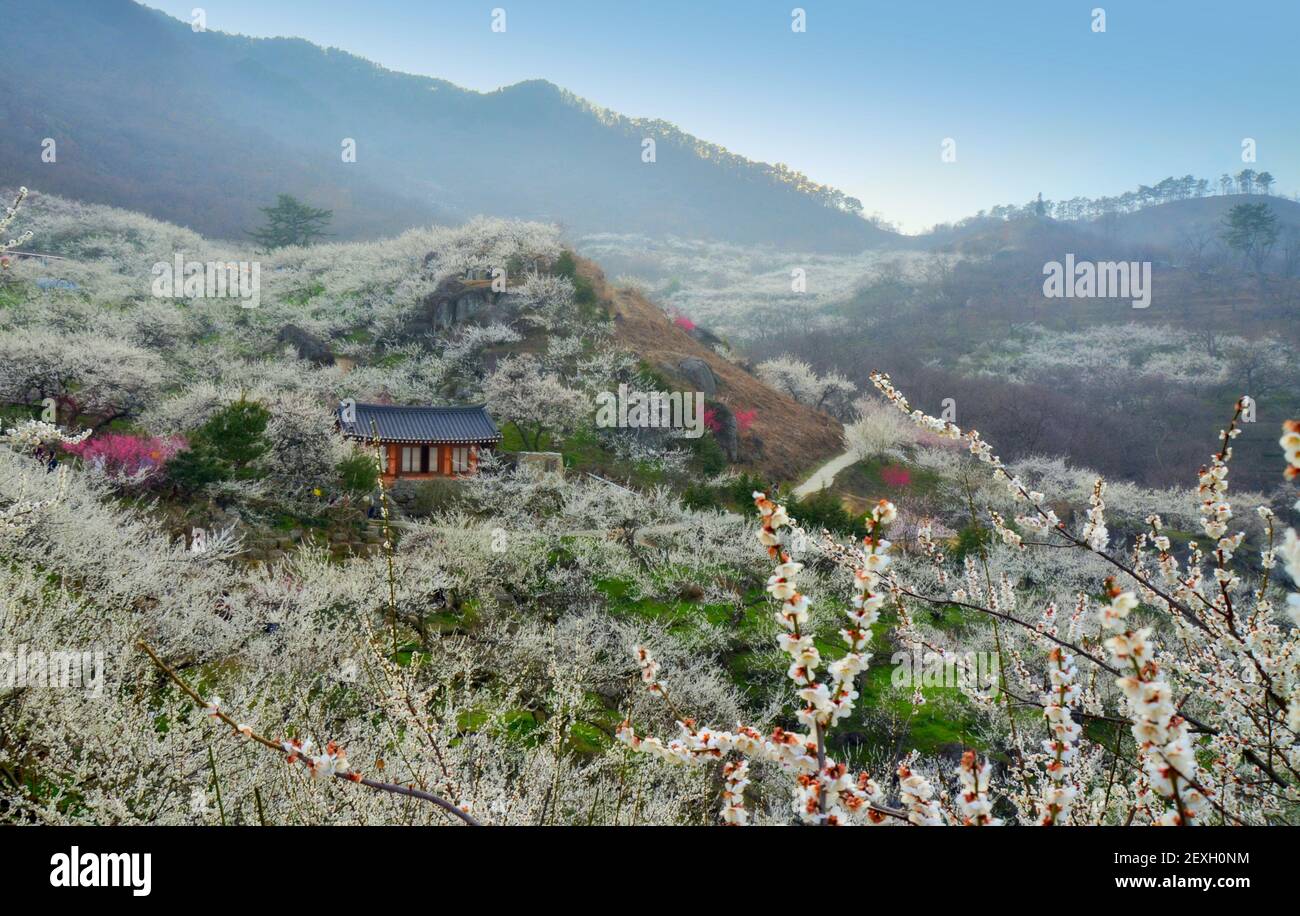 Plum trees blossom in Gwangyang, South Korea, during Maehwa flower ...